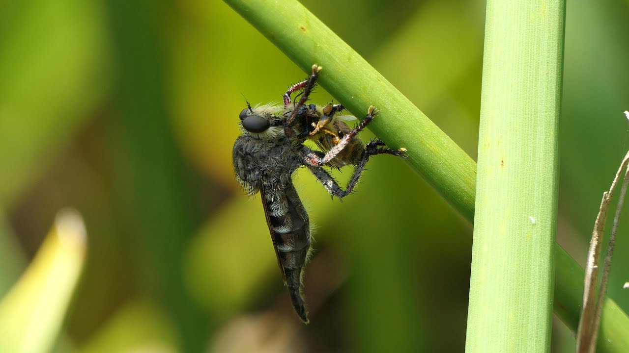Giant Robber Flies fly, eat prey, and love - YouTube
