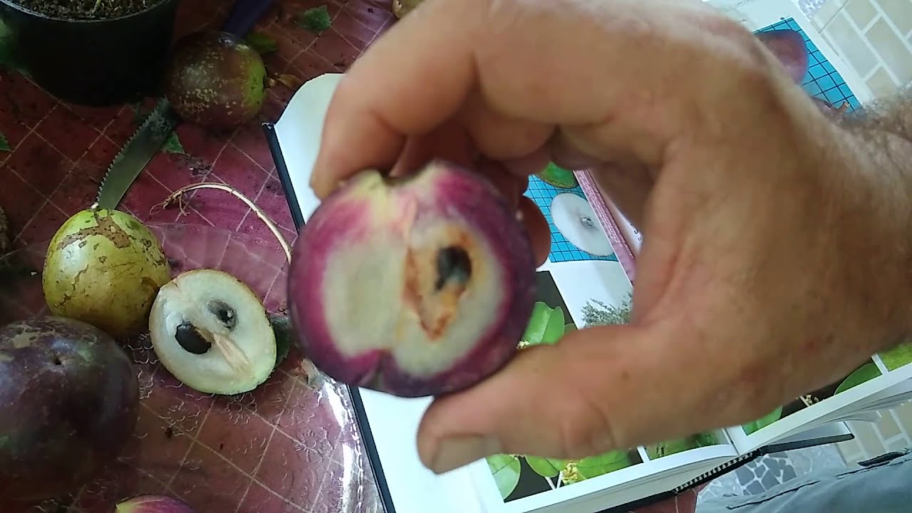 abiu roxo degustação e apresentação das folhas e sementes - YouTube