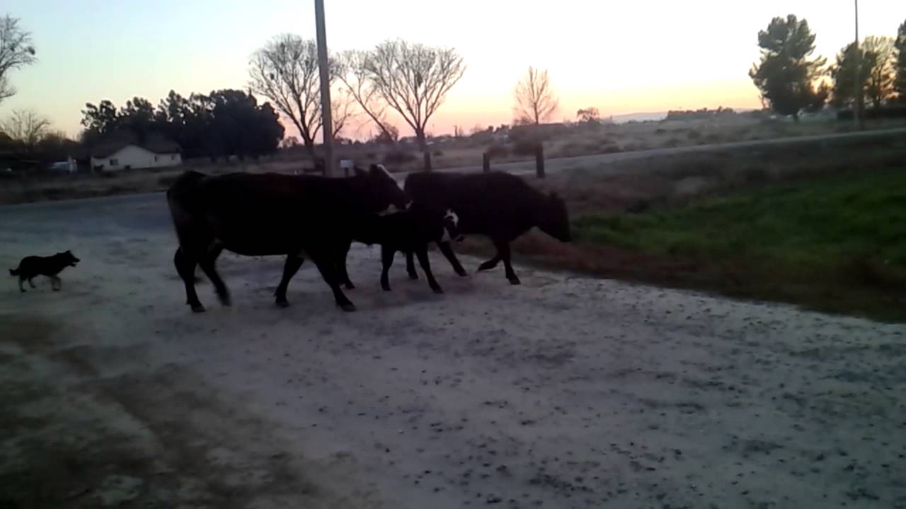 Border collie hanging tree - YouTube