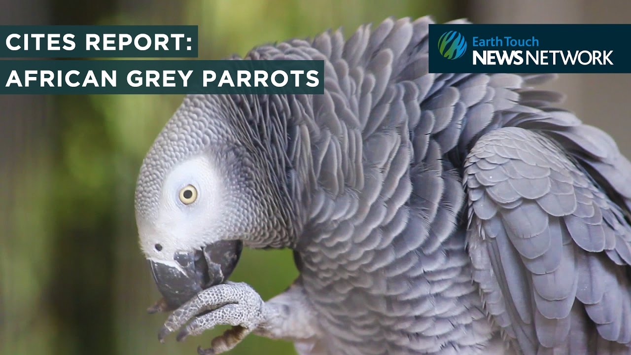 CITES species report: African grey parrots - YouTube
