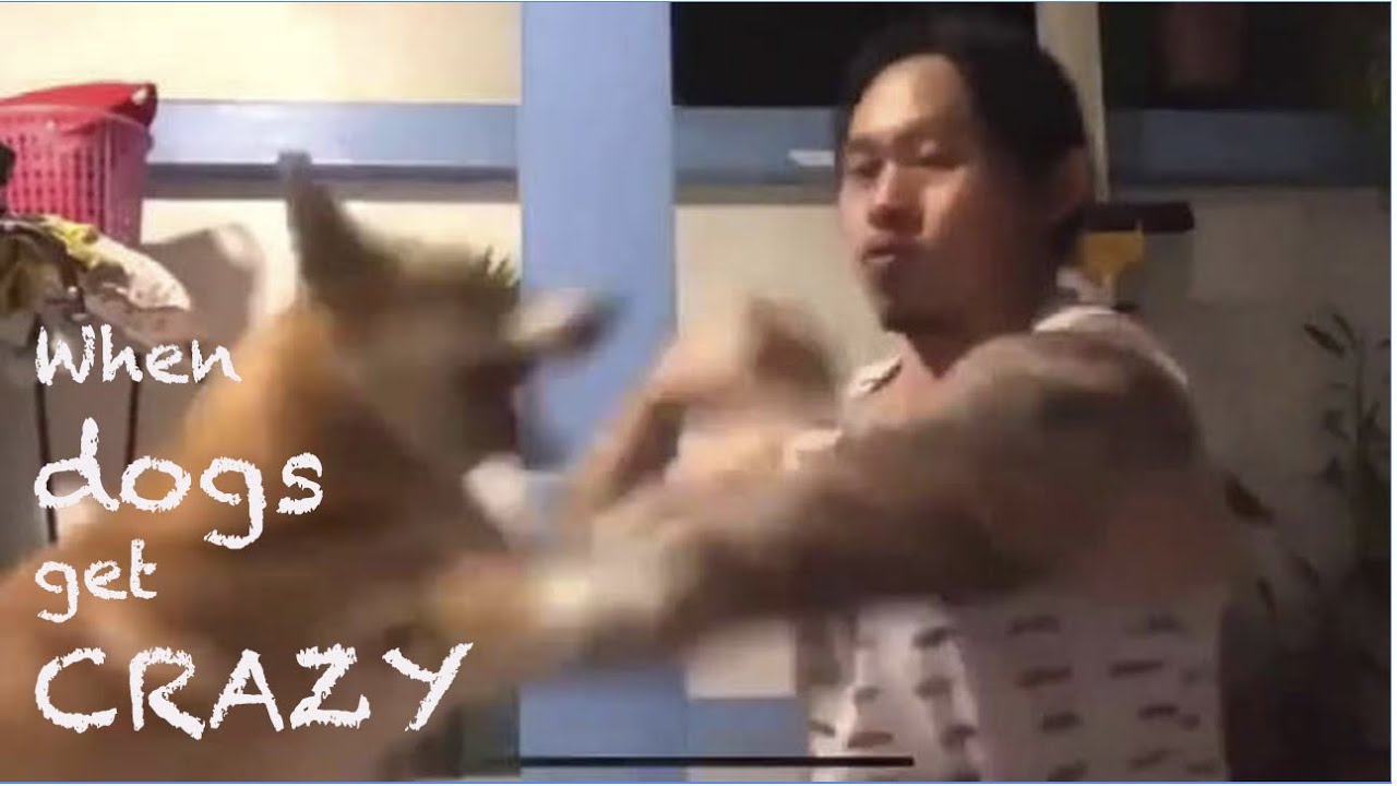 MAD dog compilation - Funny Videos 2020 - YouTube