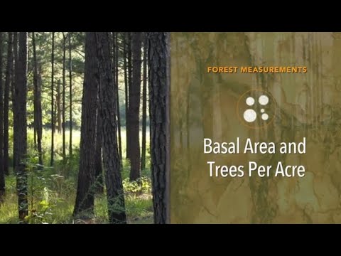 What Is Basal Area In Forestry