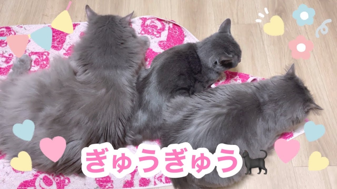 【猫と柴犬】今日もぎゅうぎゅう🐈‍⬛😸🐾猫7匹芝犬1匹のVlog🐾7 cats and Shibainu video Vlog - YouTube