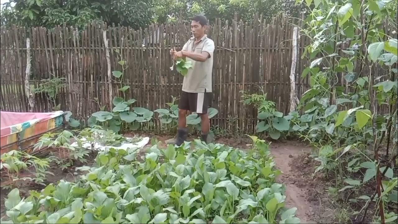 panen sayur cesin organik sehar petani rumahan. - YouTube
