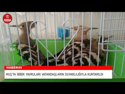 Muş'ta yaralı bulunan 4 yavru ibibik kuşu kurtarıldı