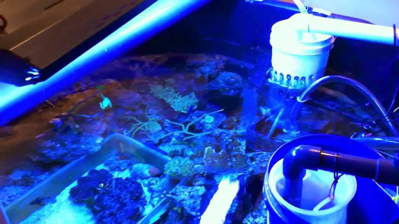 300 Gallon Stock Tank Saltwater Aquarium - YouTube