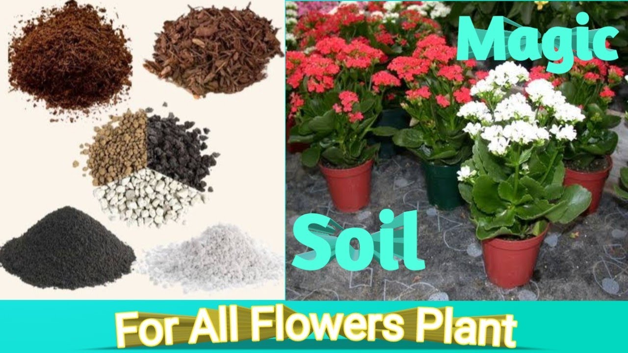 How to make a magic soil for flowers plants - YouTube
