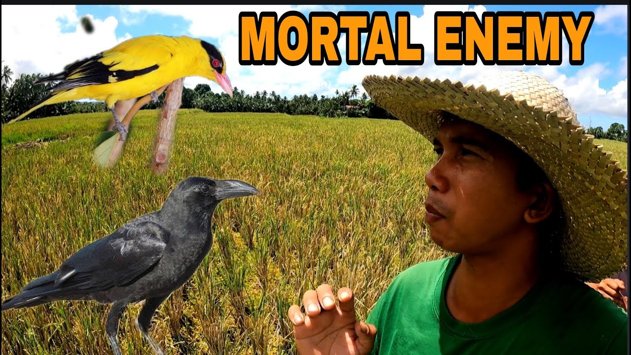 UWAK AT KILYAWAN STORY - YouTube