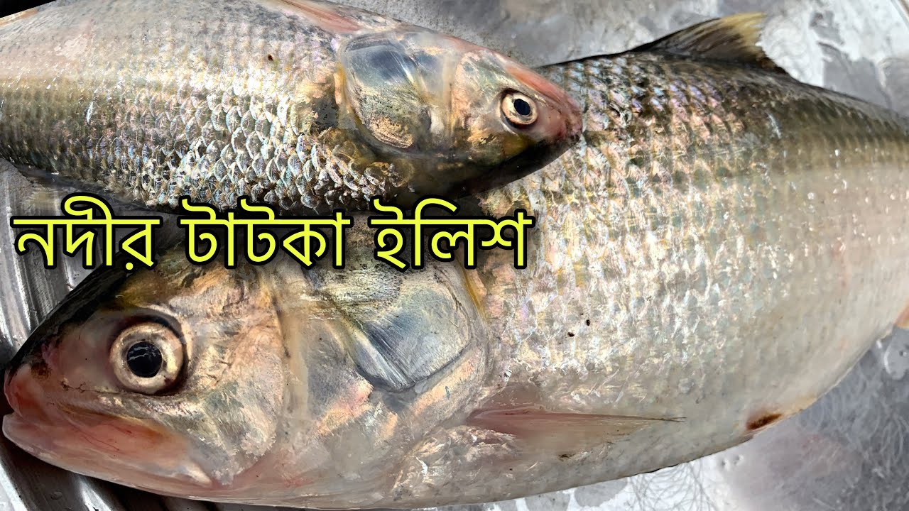 podma river Hilsha fish market || bd friesh river fish price - YouTube