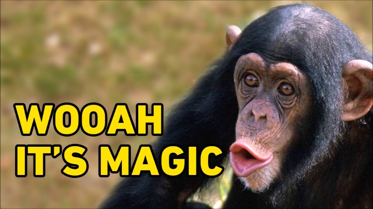 Human Evolution From Fish - YouTube