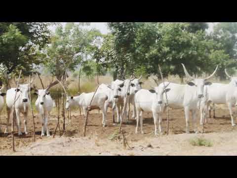Diyar fulani by (RY 2 D World)