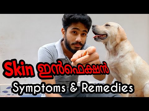 How To Treat Labrador Skin Problems