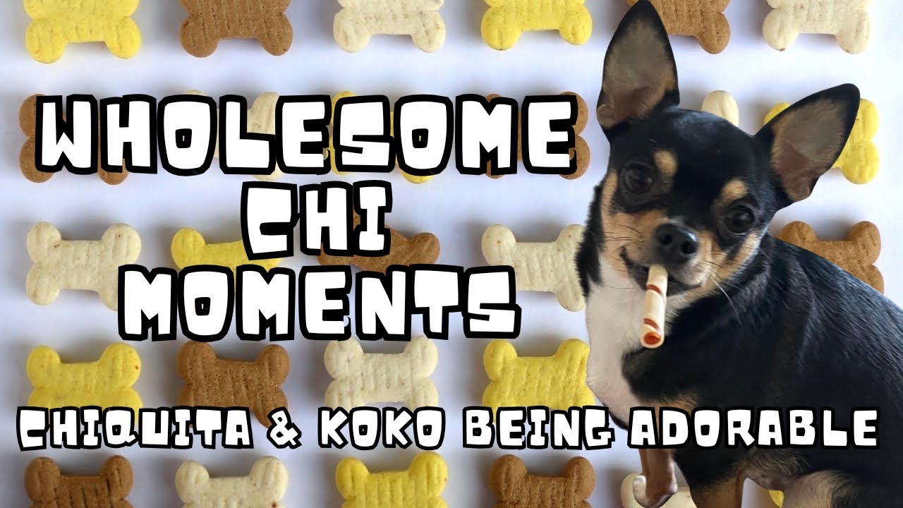 Chihuahua Shorts Compilation 🐶 Wholesome & Cute Moments to Brighten ...