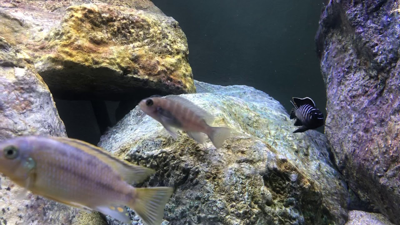 Tropheops Elongatus Mbako Undu Reef - YouTube