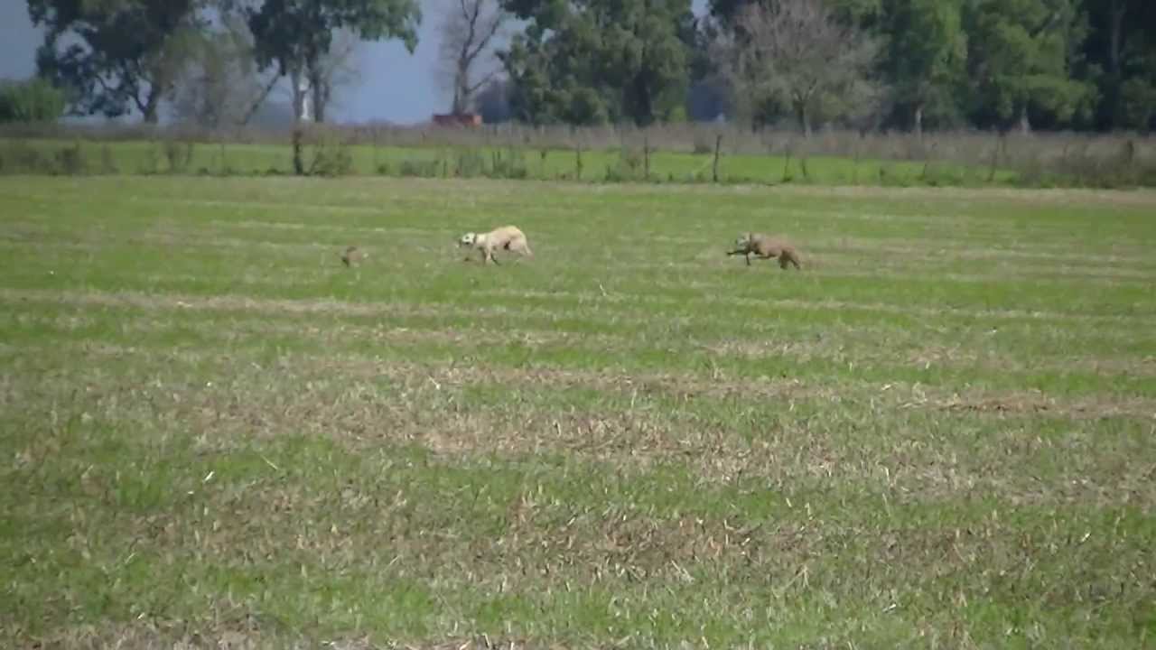 caza de liebres con galgos 2013 - YouTube