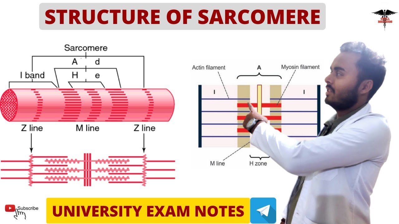 Sarcomere || Skeleton muscle || Muscle physiology - YouTube