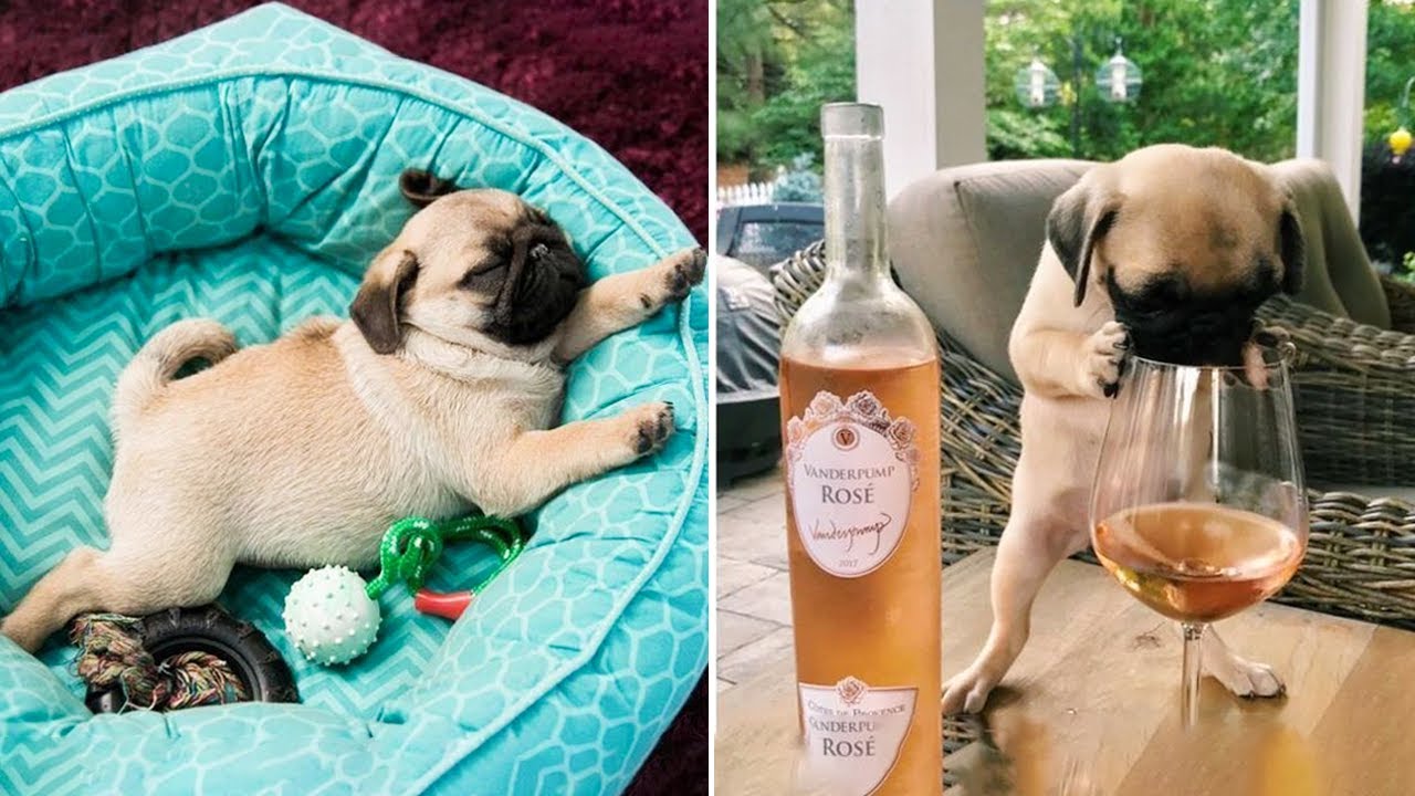 AWW SOO Cute and Funny Pug Puppies - Funniest Pug Ever #12 - YouTube