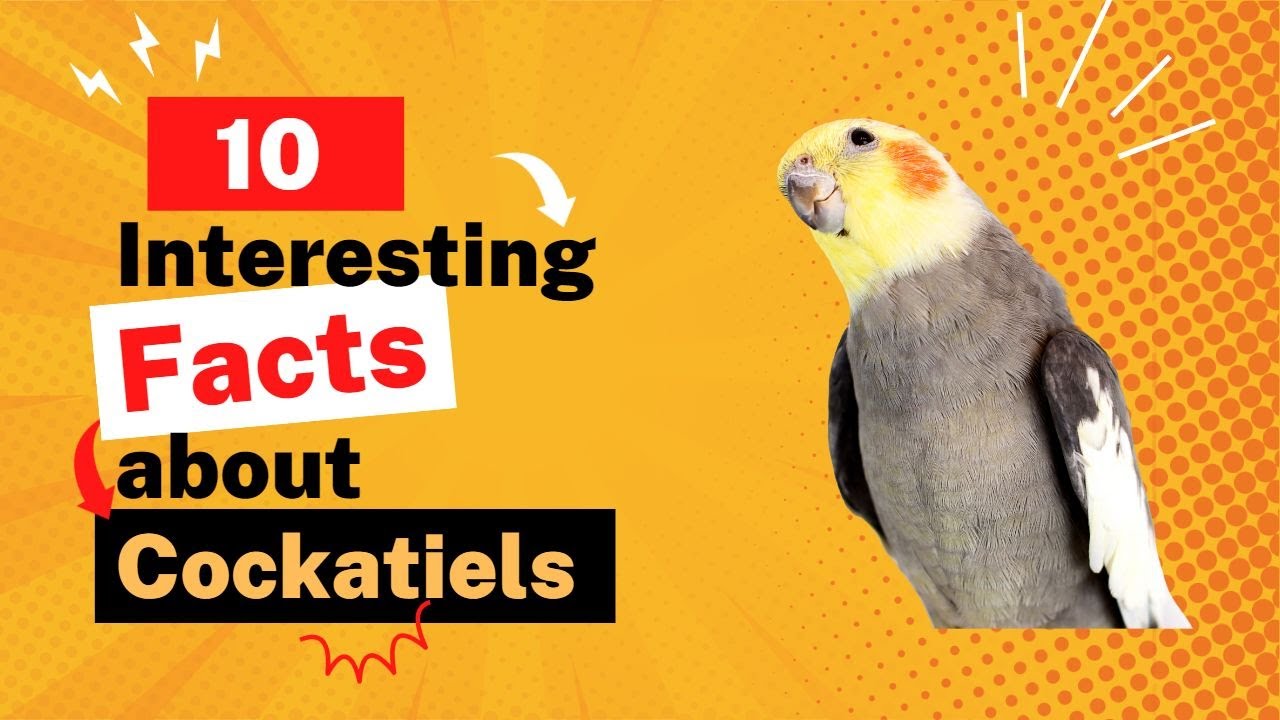 10 INTERESTING FACTS about Cockatiels - YouTube