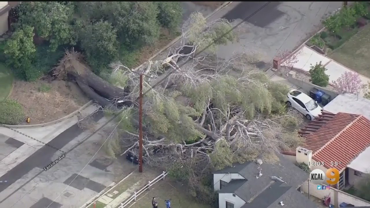 Cold, Gusty Winds Bring Down Trees, Cause Power Outages Across SoCal ...