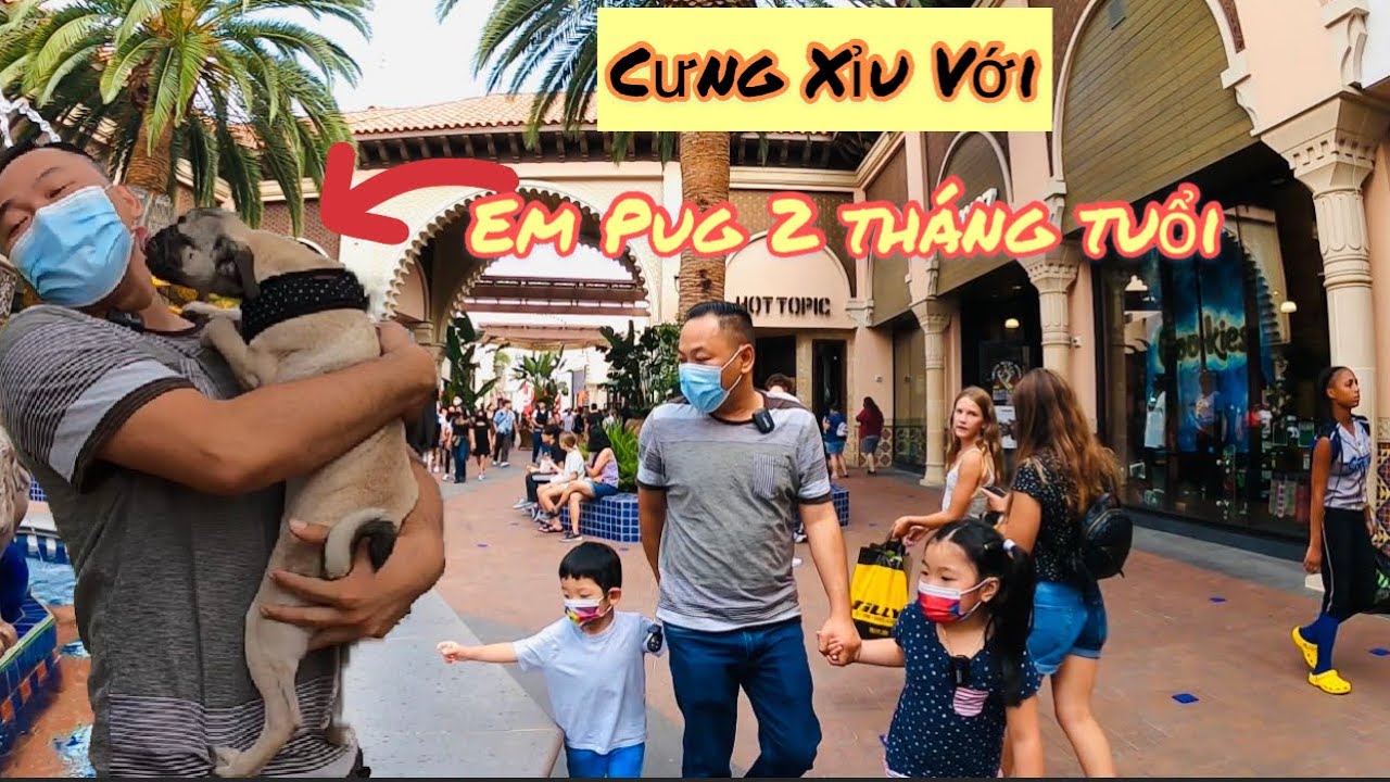 Sợ ghê khi bị chú PUG siêu dể thương tấn công trong lúc đi dạo Irvine ...