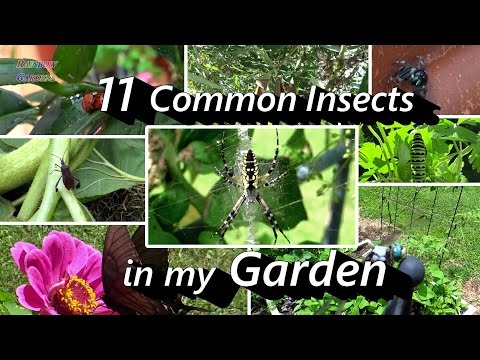 10 Invasive Bugs in Ohio (2023 Guide) – The Gardening Dad