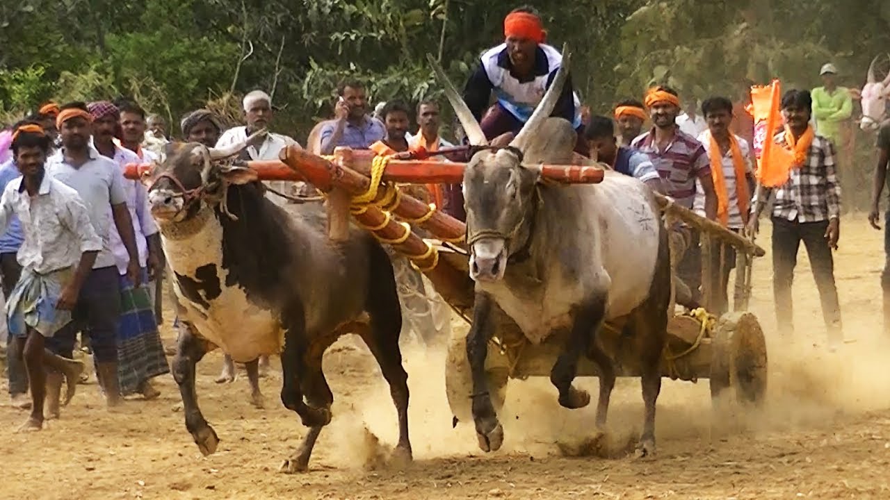 Jockey Venkat riding on powerful race bulls - YouTube