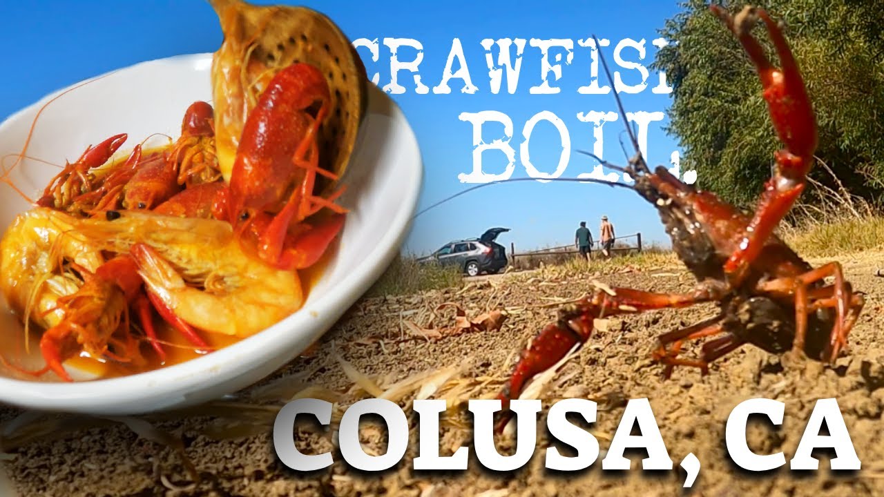Hand caught Crawfish Catch and Cook (Colusa, Ca) - YouTube