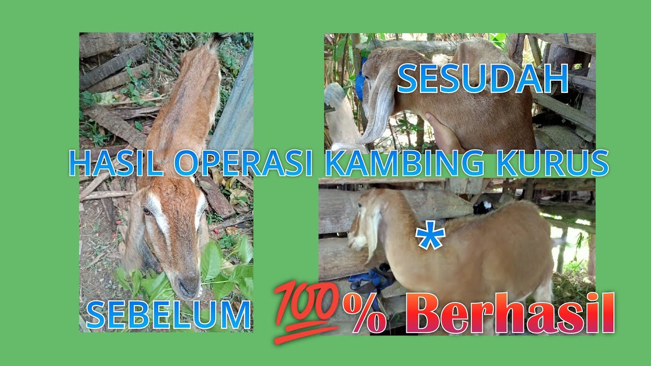 Bengkel kambing Kurus/tidak gemuk-gemuk (Hasilnya luar biasa) - YouTube