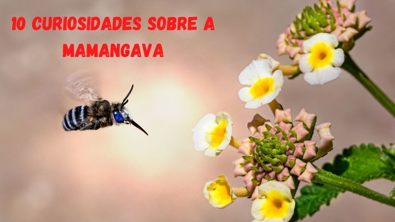 10 Curiosidades sobre a Mamangava. A Mamangava tem Veneno. Mamangava ...