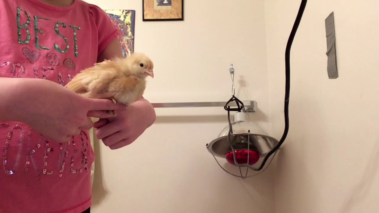 How to train your chickens|chicken diary episode 3 - YouTube