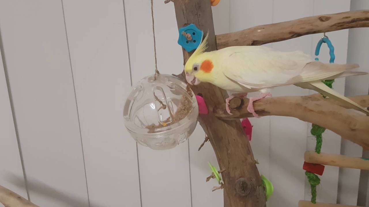 Cockatiel using foraging Caitec : Creative foraging systems forging ...