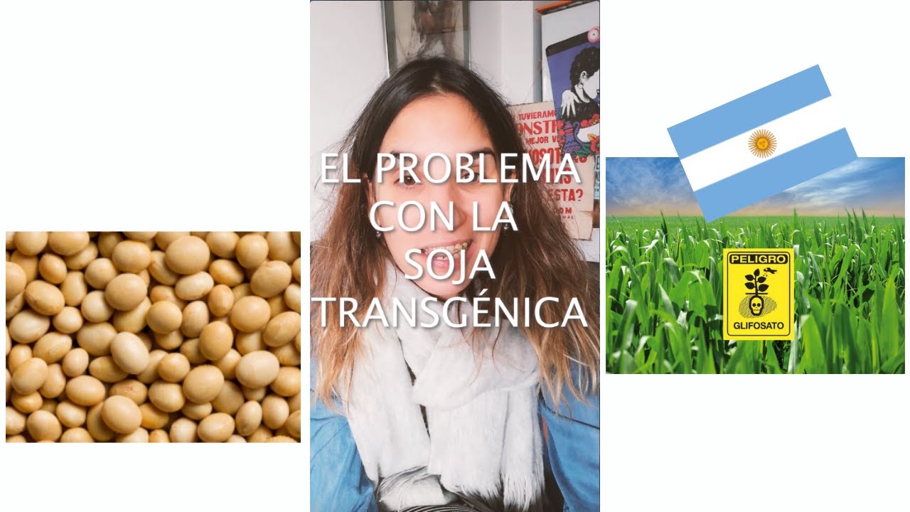 Qué Es La Soja Transgénica – Guía completa para identificarla ...