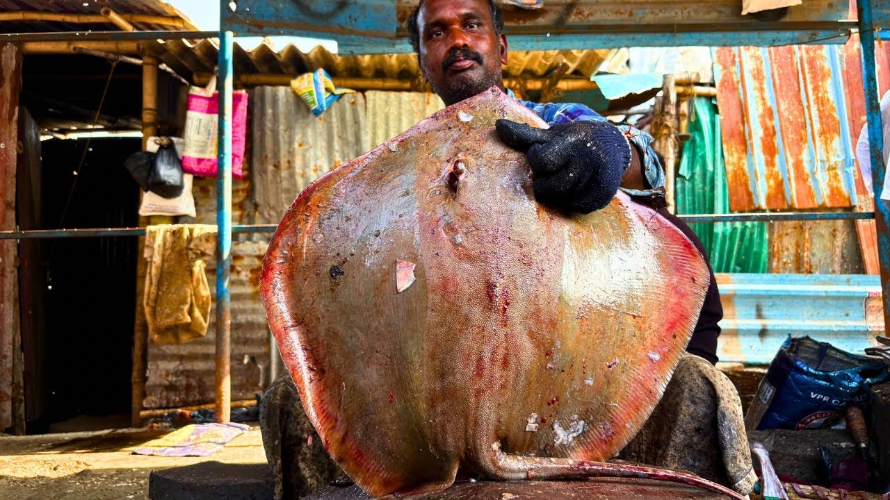 KASIMEDU STINGRAY FISH CUTTING VIDEO \ cutting focus - YouTube