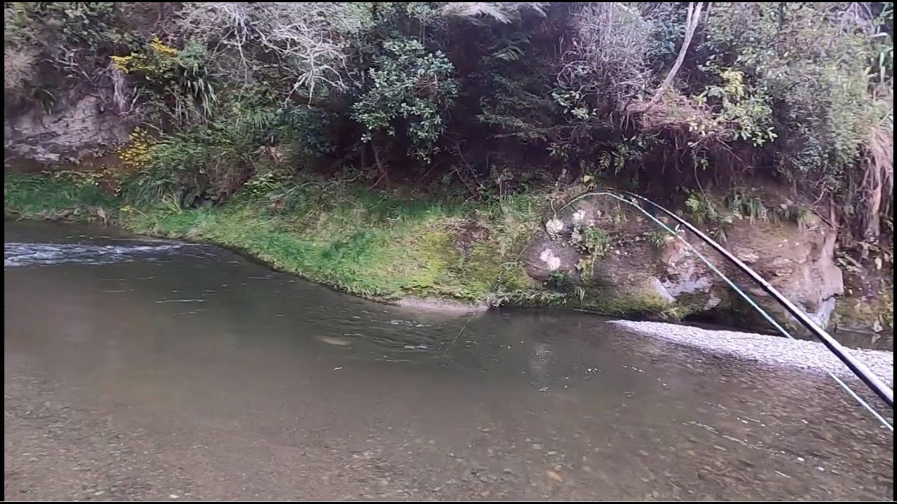 Manawatu Small Stream Fly Fishing October 2021. - YouTube