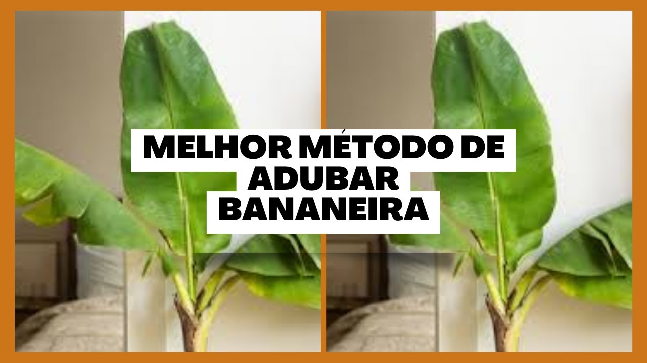 MELHOR MÉTODO DE ADUBAR BANANEIRA - YouTube