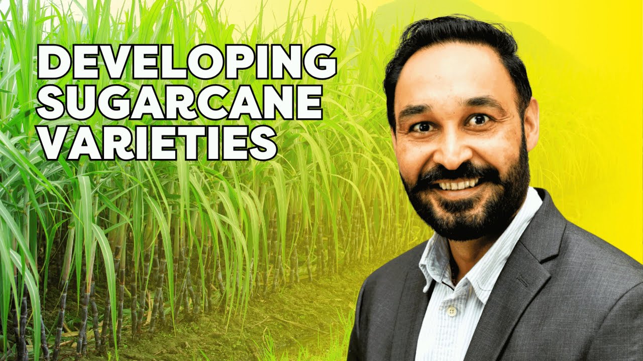 Dr. Hardev Sandhu: Sugarcane Breeding Strategies - YouTube