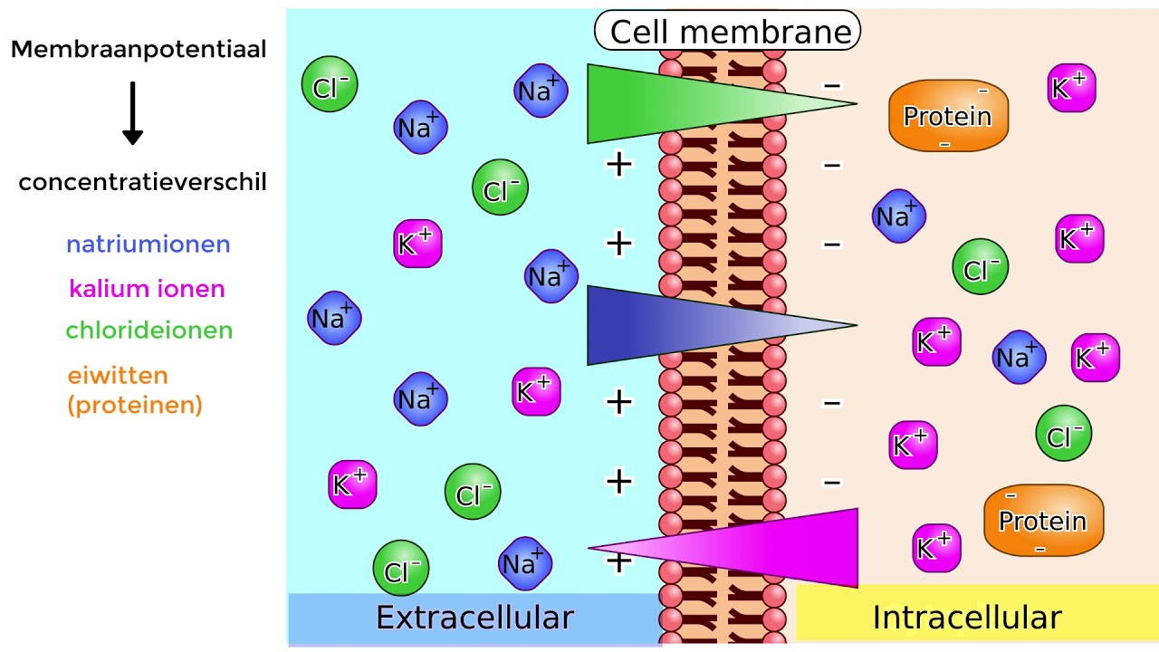 Rustpotentiaal Diagram Page 81 – Biologielessen.nl