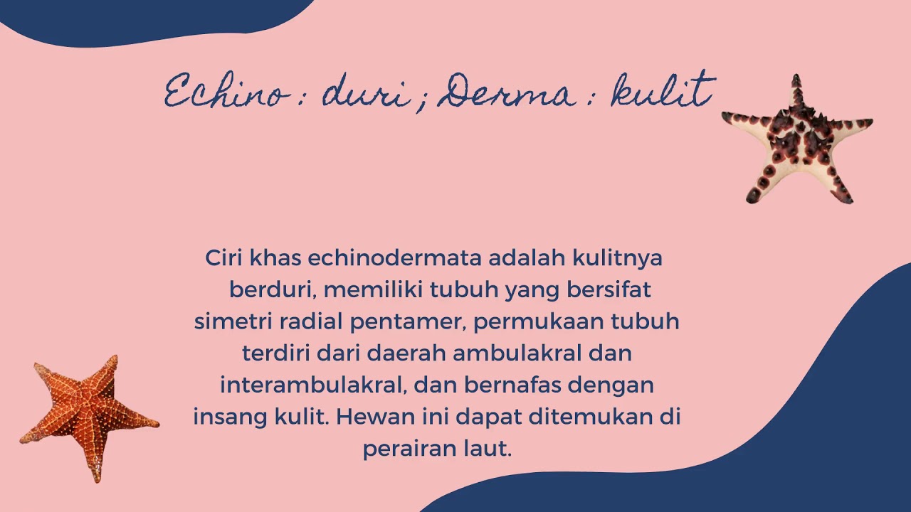 Bintang laut? Bintang Ular? Itu Semua Masuk dalam Phylum Echinodermata ...