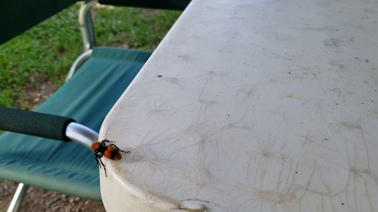 Cow Killer insect - YouTube