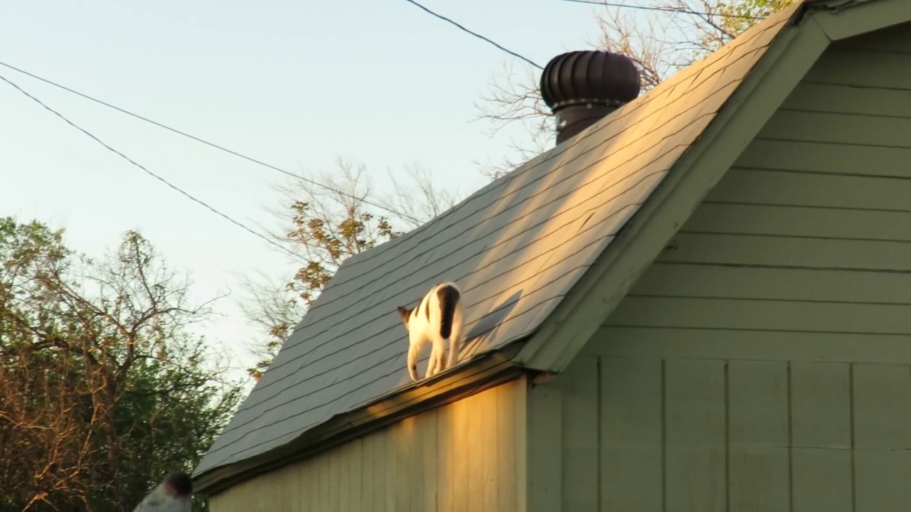 Dexten Finding A Way Down From The Roof Top ! - YouTube