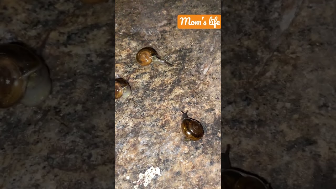 Snail meeting | 🐌 snail | mom’s life - YouTube
