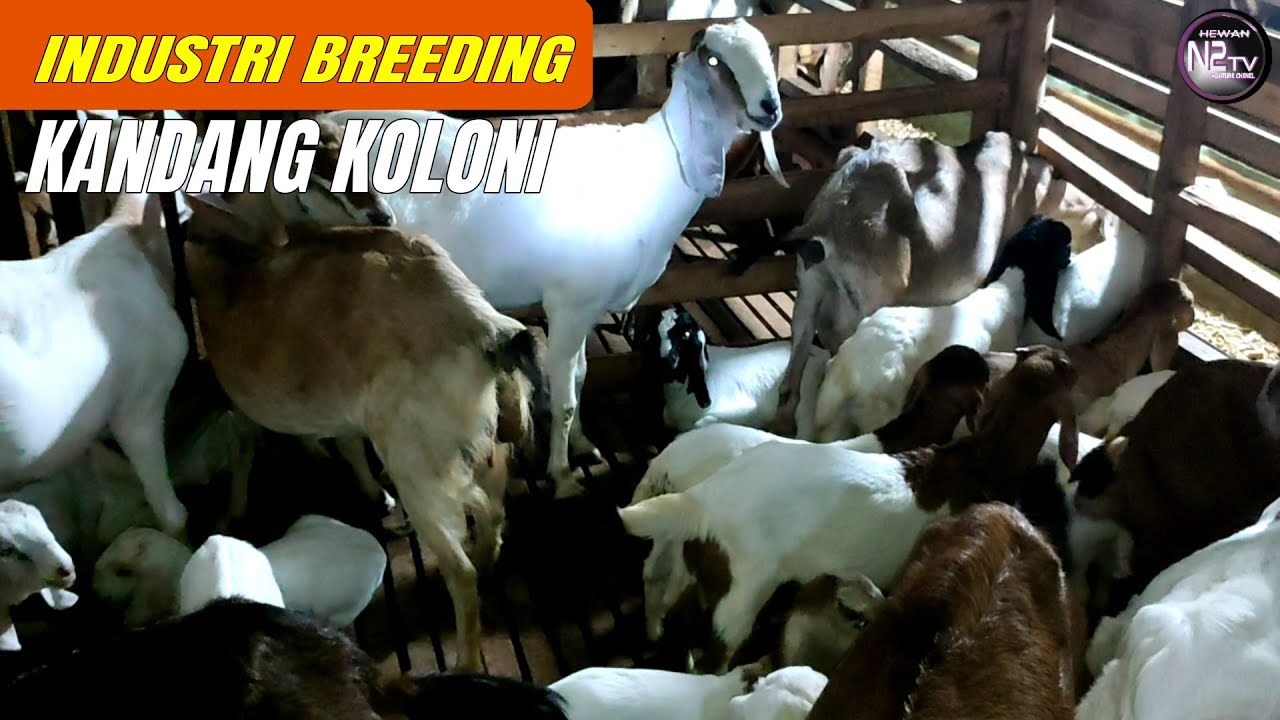 Industri Breeding Kandang Koloni Terbesar. Kambing Jawa Randu, Boer ...