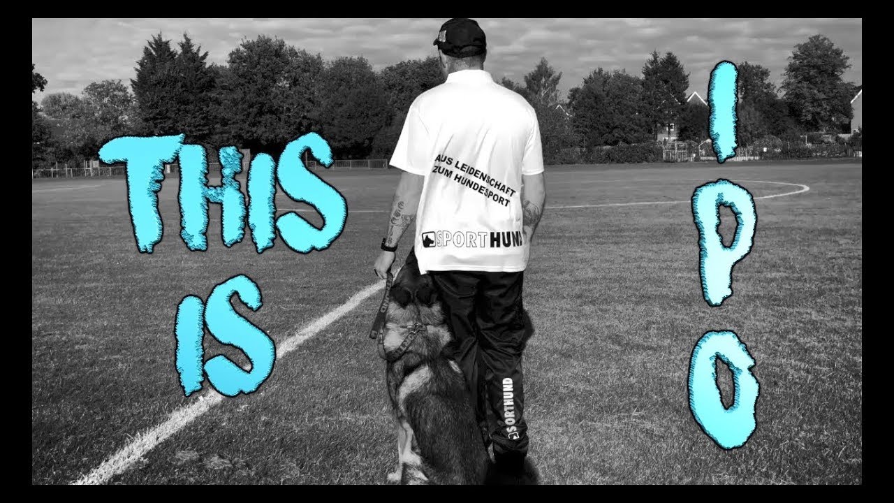 THIS IS IPO (schutzhund) short dog sport video SPORTHUND - YouTube