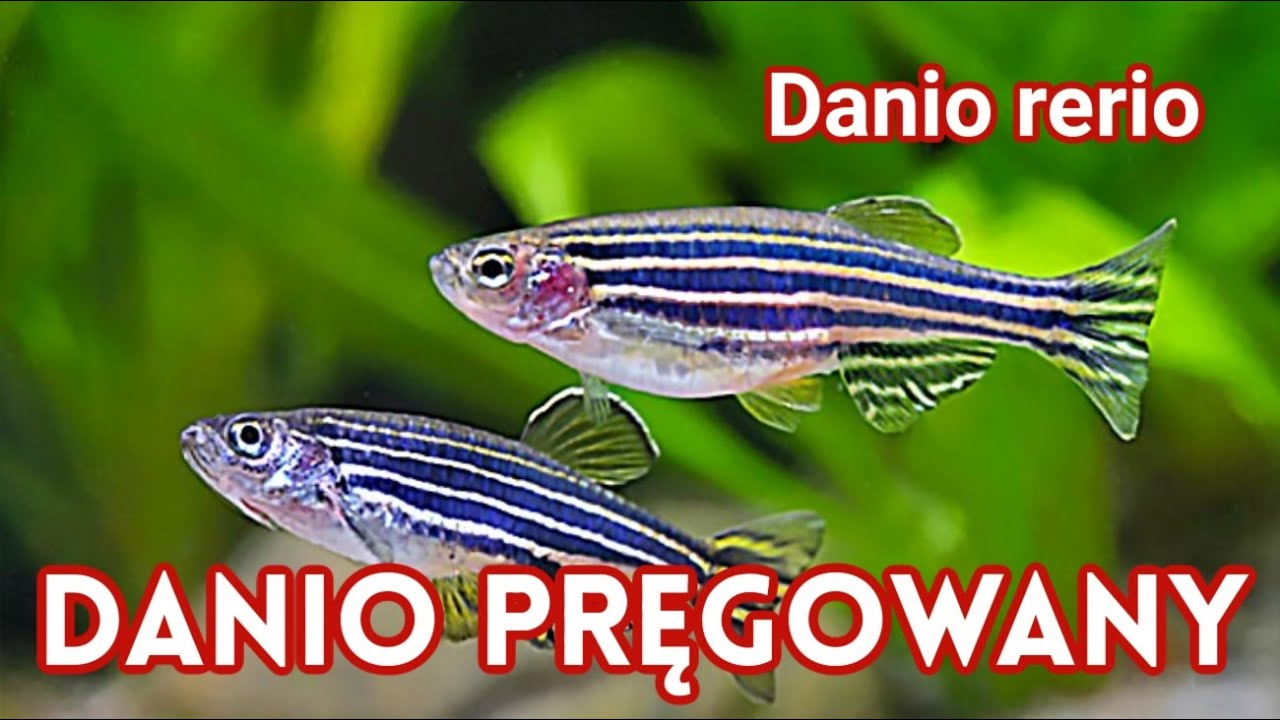 DANIO PRĘGOWANY / Danio rerio / Najbardziej odporna RYBA na świecie ...