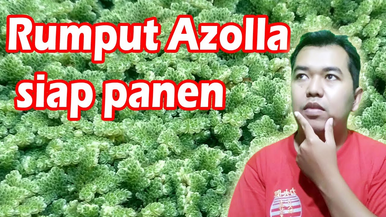 cara budidaya rumput azolla | seperti ini rumput azolla yang siap panen ...