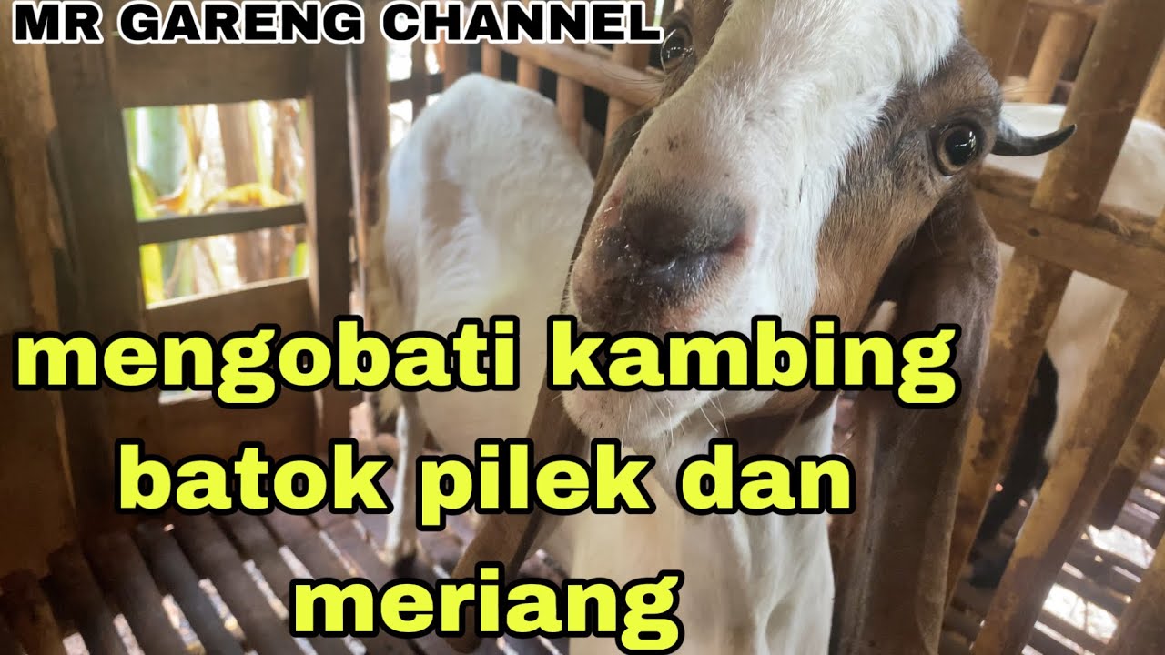 mengobati kambing pilek batuk dan meriang - YouTube