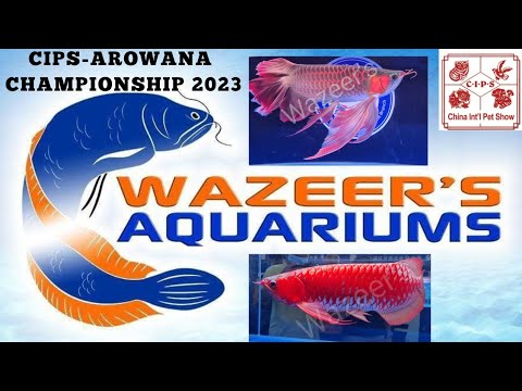 Arowana Competition CIPS 2023- World Championship - YouTube