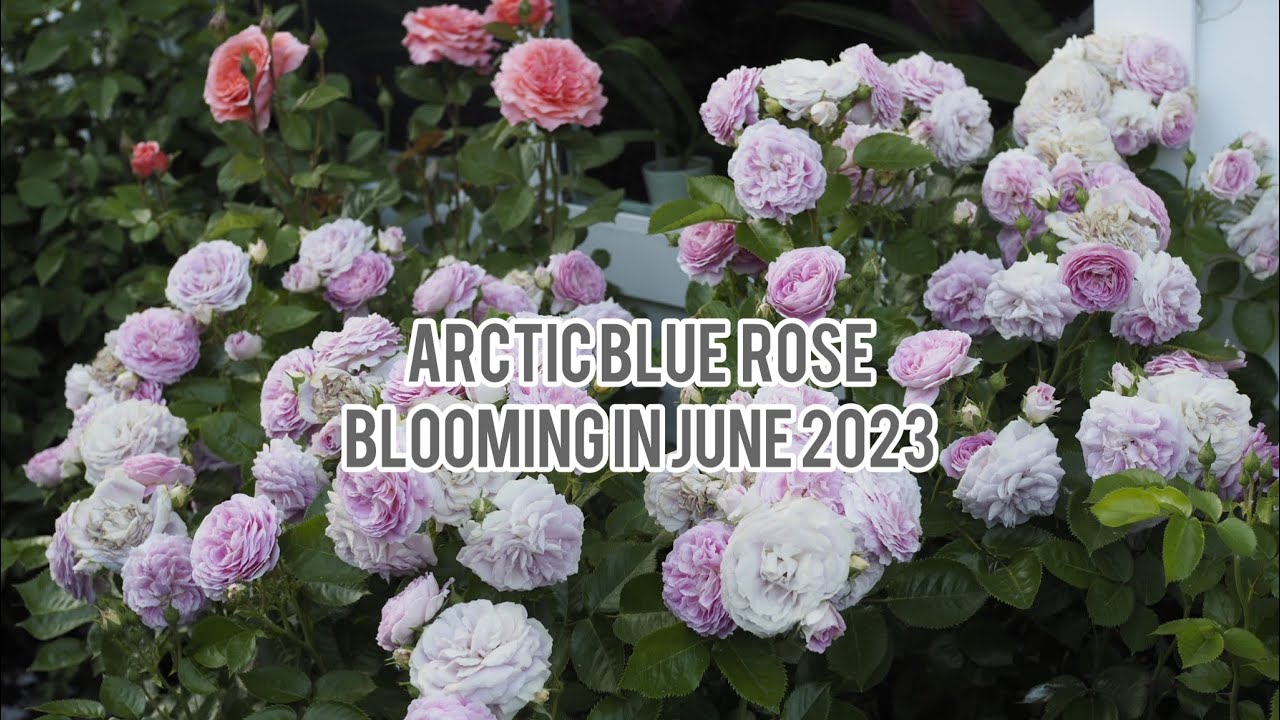 Arctic Blue rose - Bedard - June 2023 - YouTube