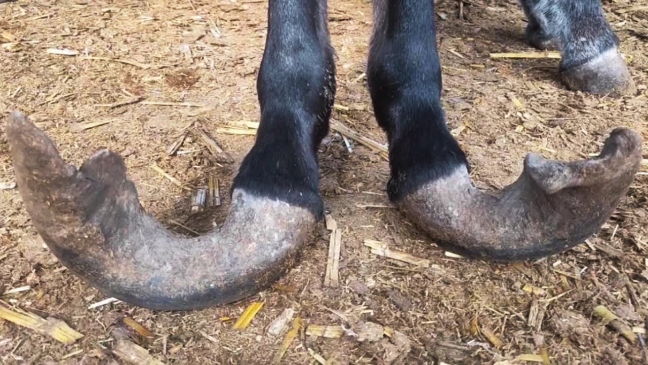Amazing hoof trimming video! Successfully trimming extremely long ...