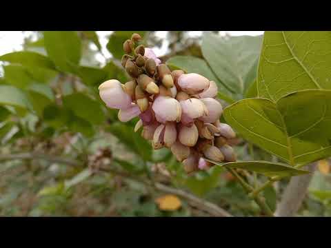 First Flowering of Pongamia pinnata | Sukh chain k drakht pe pehli bar phool |Gardening and Junk Art